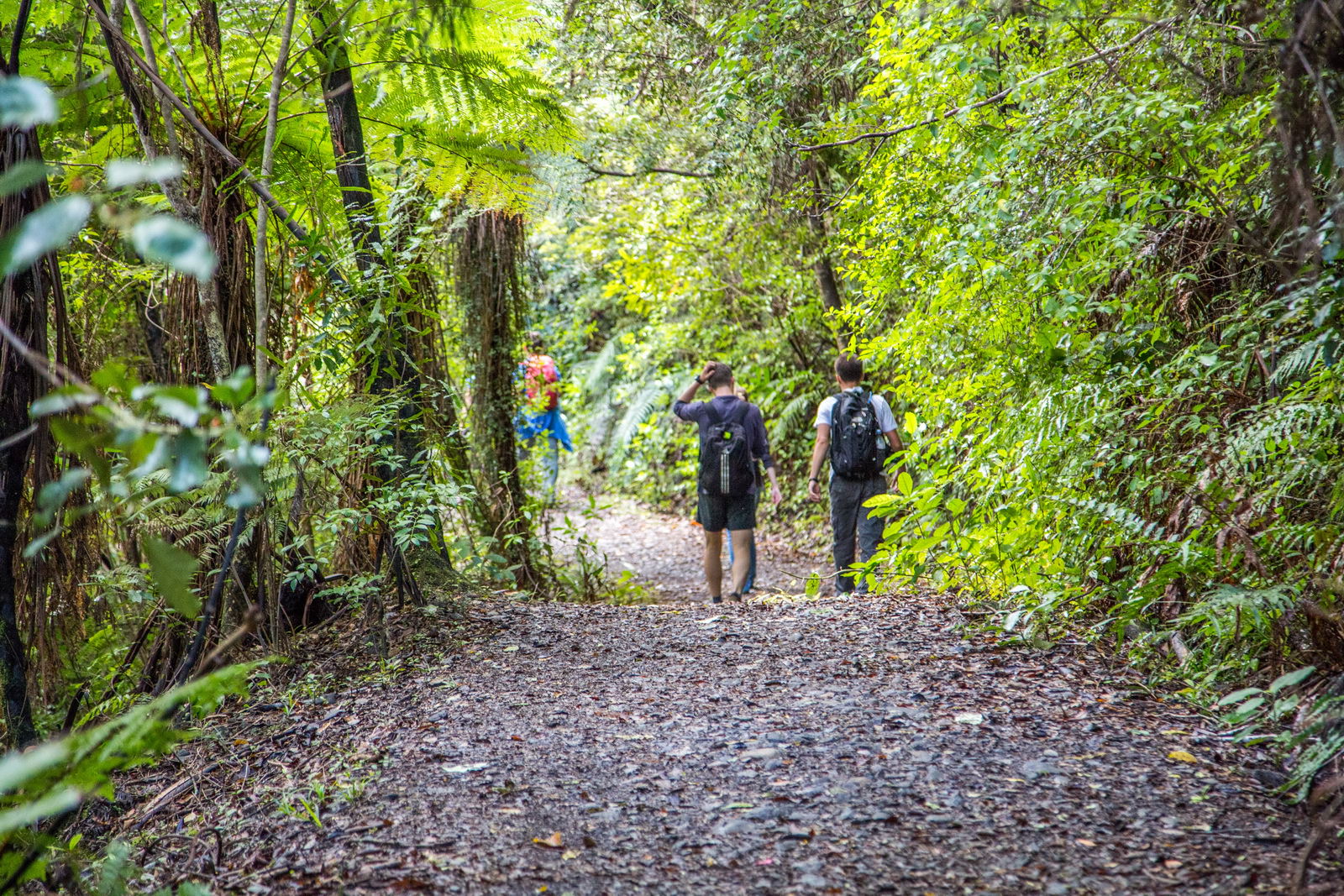 Coromandel Pinnacles walk | ivangrigoryev.com